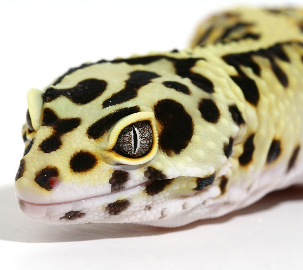 Cheap Leopard Geckos for Sale | Gecko Daddy