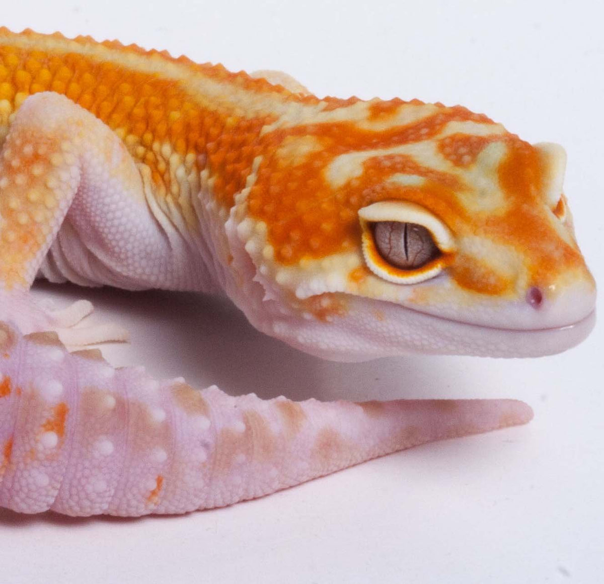 White and Yellow Leopard Geckos for Sale | Gecko Daddy