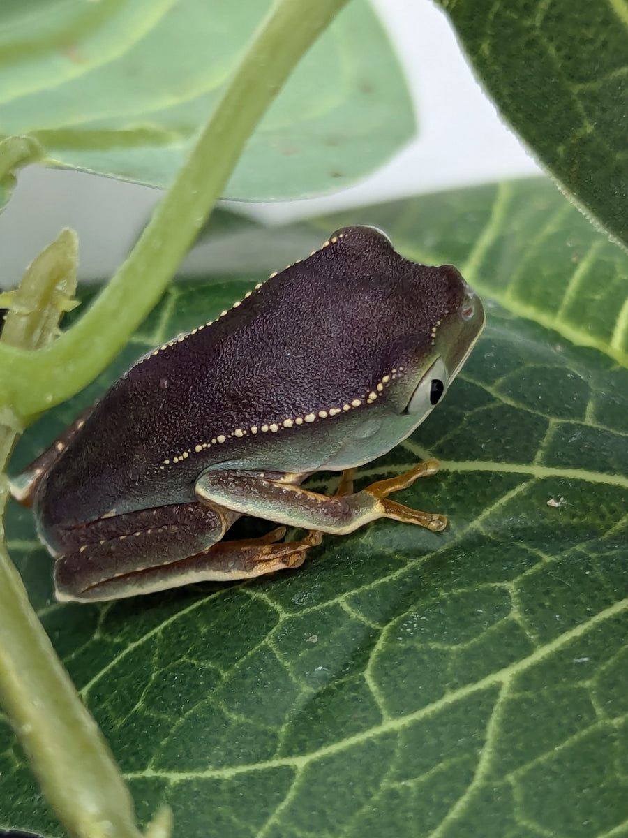 USA Captive Bred White Lined Monkey Frogs by Geckodaddy (Phyllomedusa ...