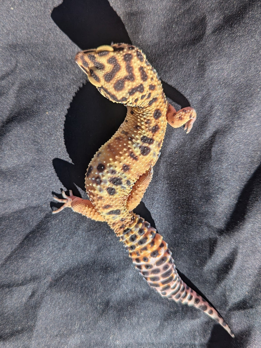 Jack-O-Lantern-JLK1060922 - Female – Gecko Daddy