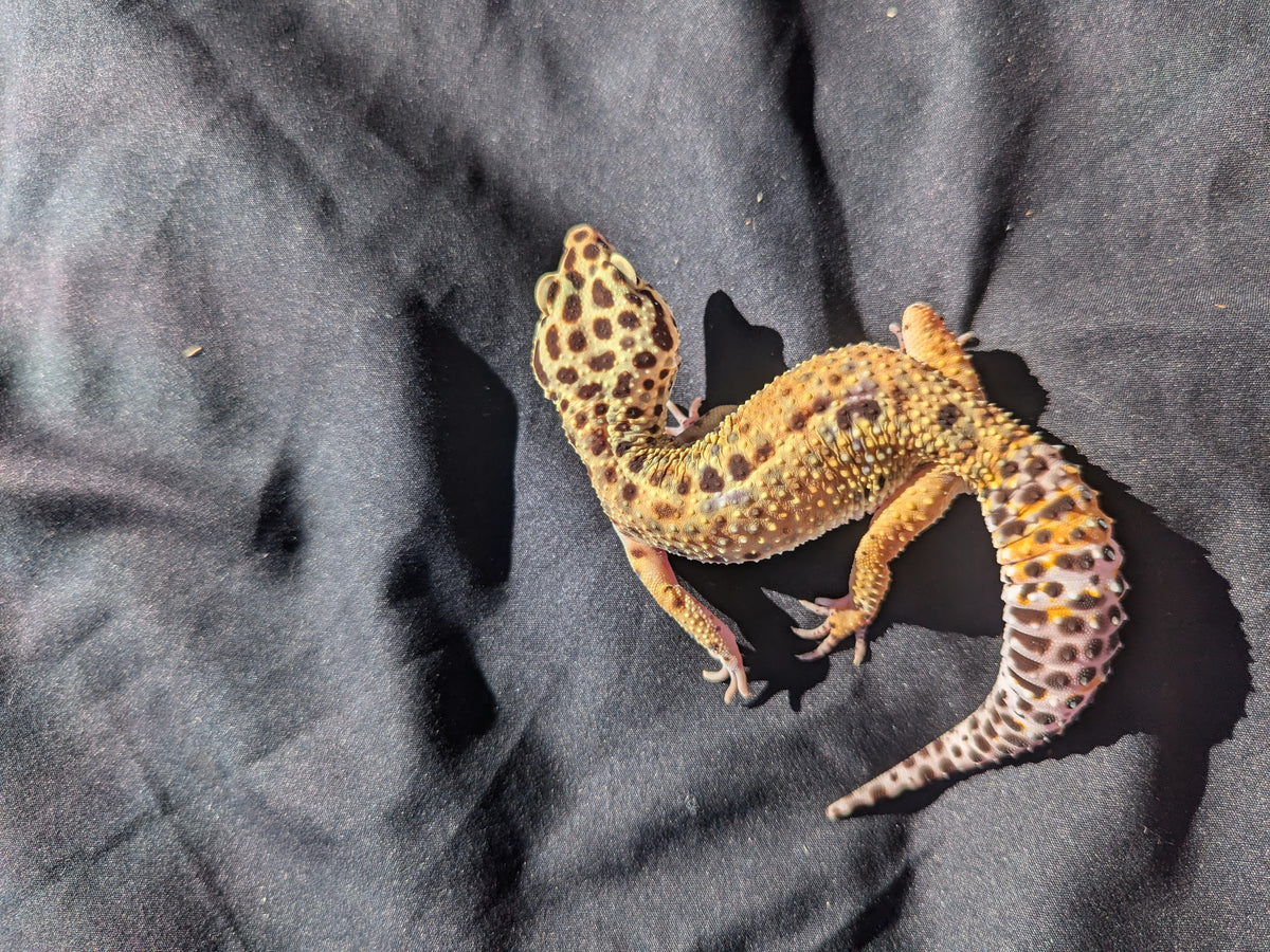 Jack-O-Lantern-JLL1-060722a-Female – Gecko Daddy