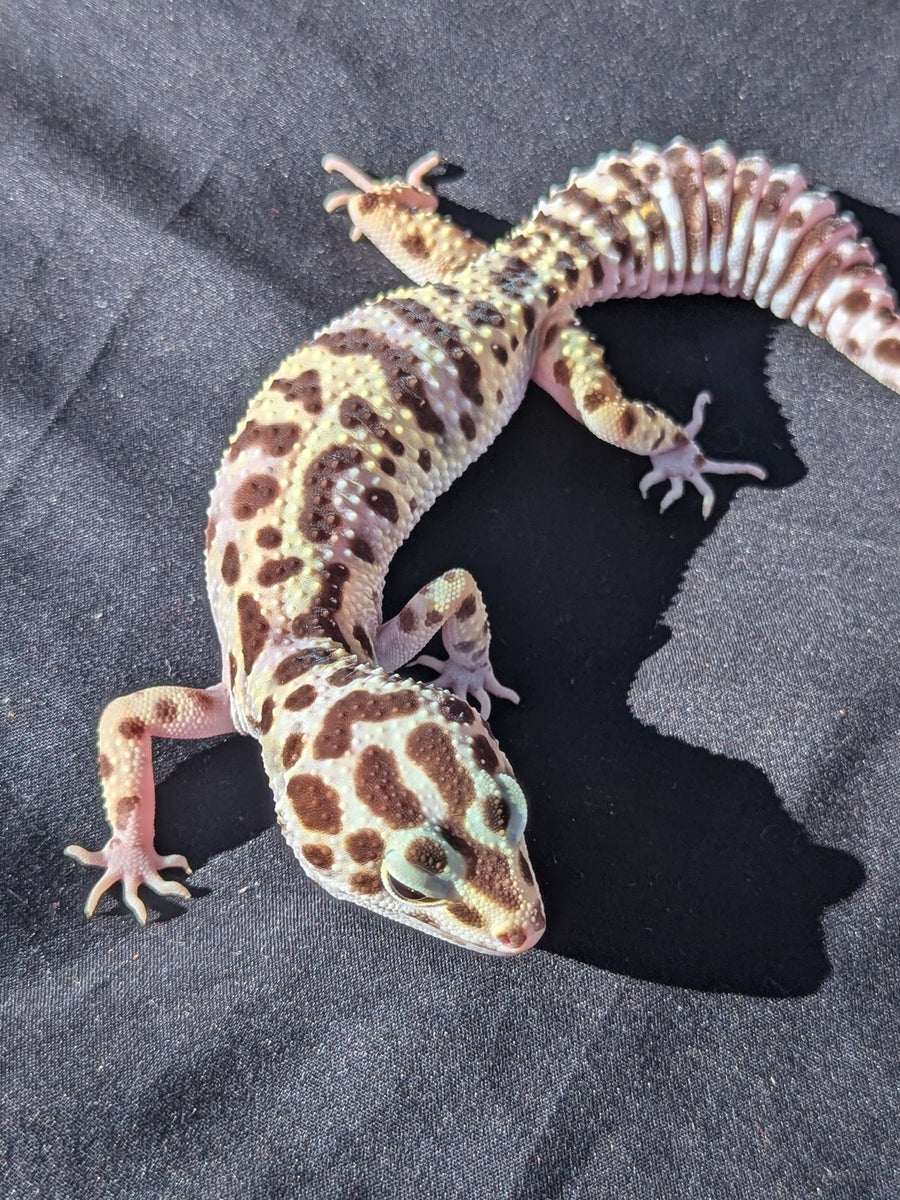 Litebrite Leopard Gecko-K3-060522b-female – Gecko Daddy