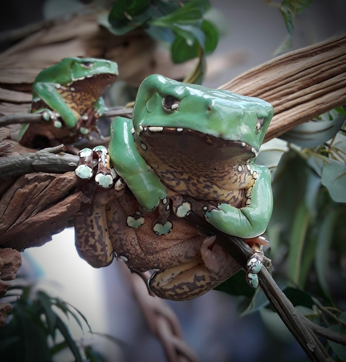 Baby USA Captive Bred Giant Waxy Monkey Frogs by Geckodaddy (Phyllomed ...