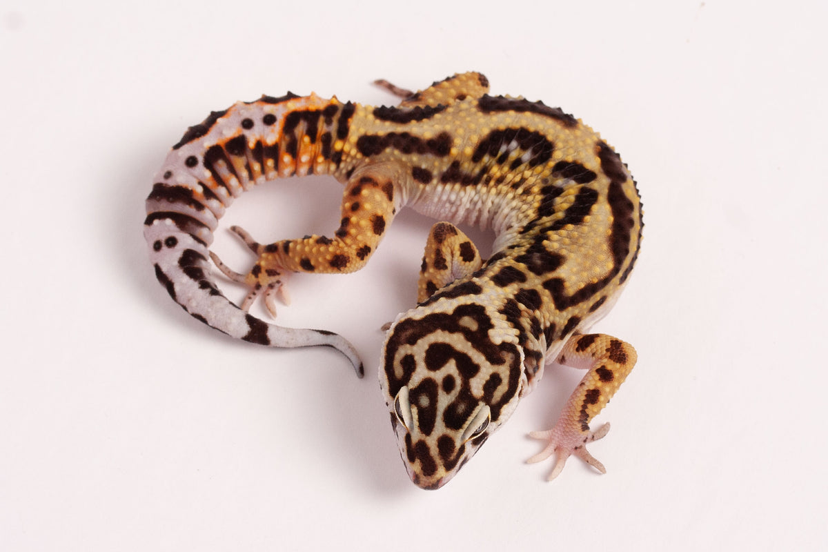 Halloween Mask Leopard Gecko_HMK2-081020a-male – Gecko Daddy