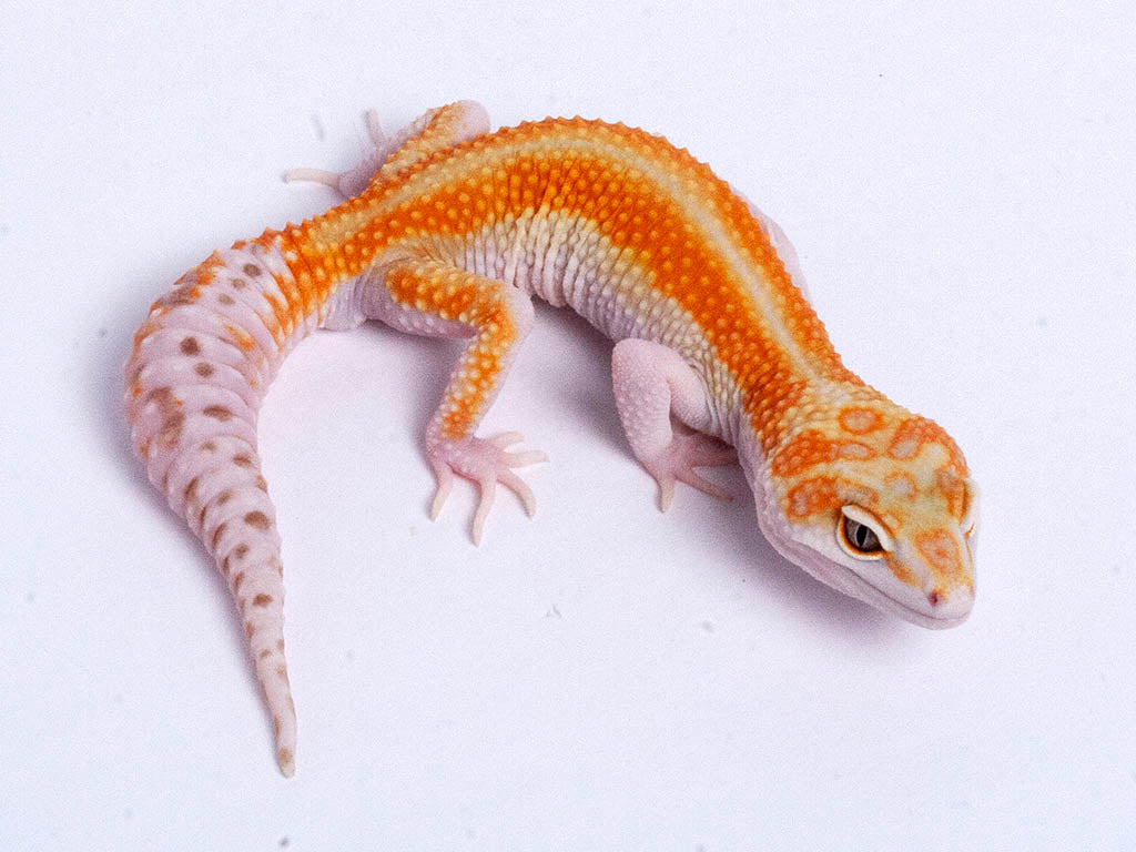 Tremper Tangerine White and Yellow possible het Raptor g2–061619b–male ...