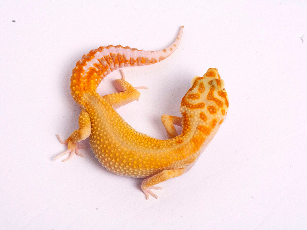 Tremper Tangerine White and Yellow poss. het Raptor-g4-081819b-female ...