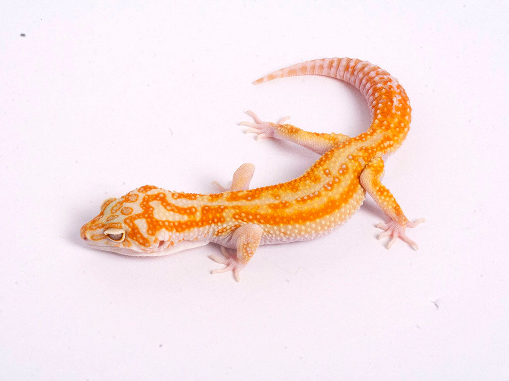 Tremper Tangerine White and Yellow poss. het Raptor-g4-082219-male ...