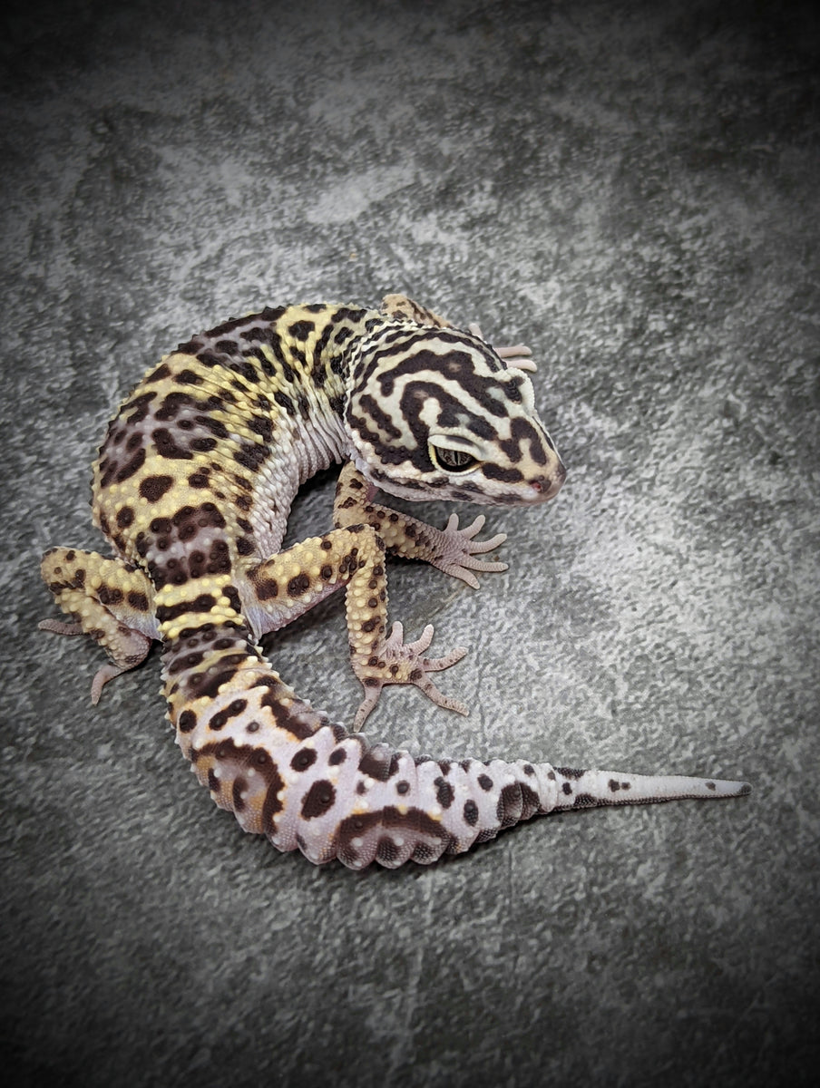Halloween Mask Leopard Gecko_HML2-061421b-female – Gecko Daddy
