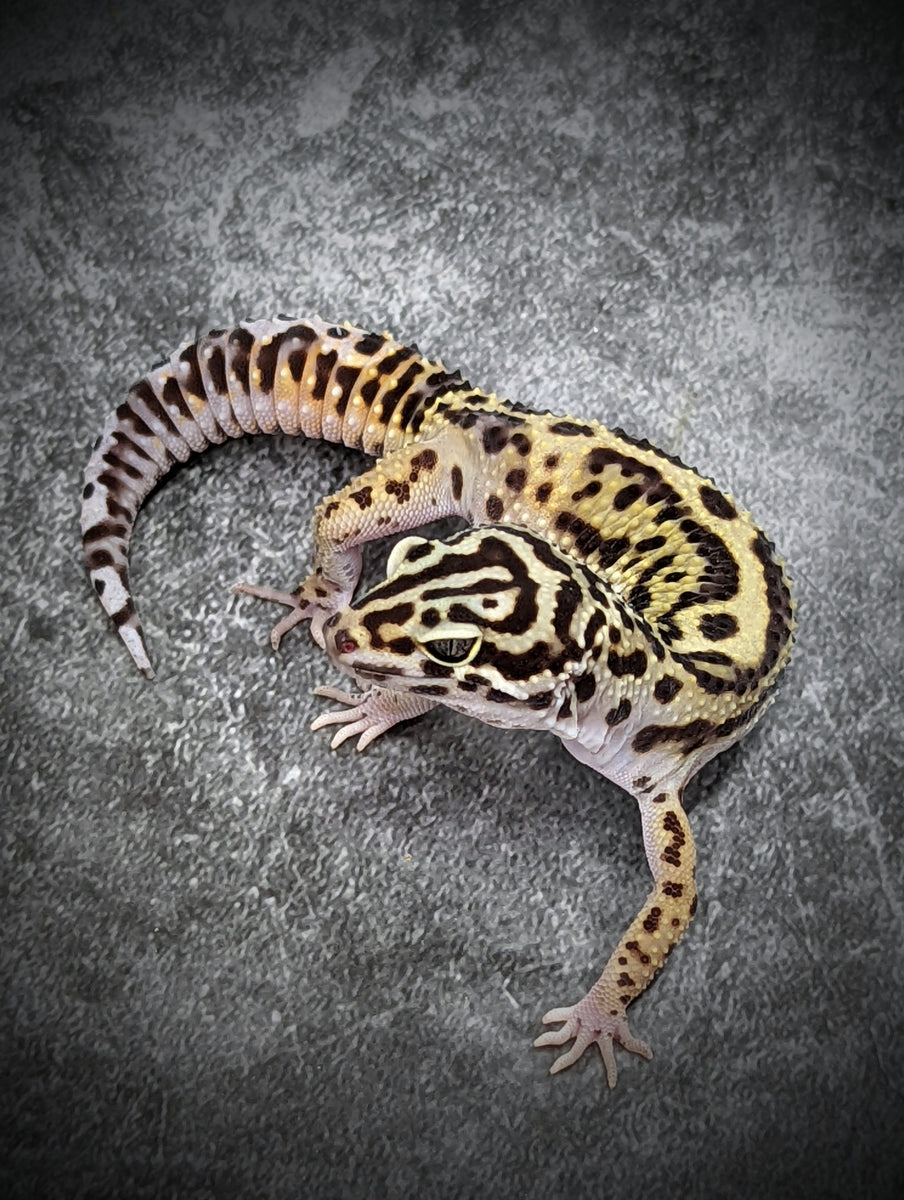 Halloween Mask Leopard Gecko_HML2-061421a-female – Gecko Daddy
