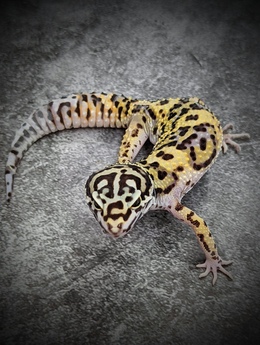 Halloween Mask Leopard Gecko_HML1-062921a-female – Gecko Daddy