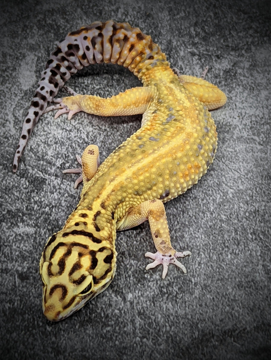 Jack-O-Lite-JLN4-040221a-male – Gecko Daddy