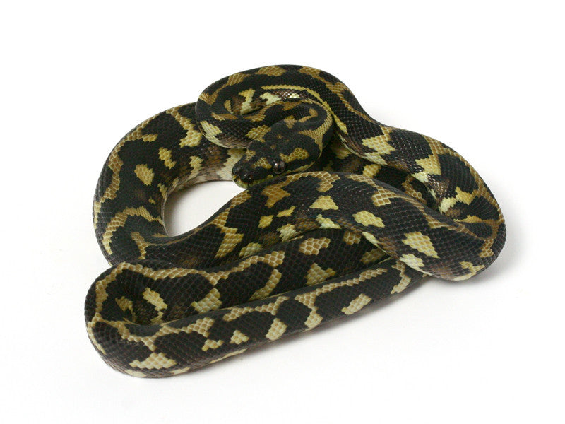 Irian Jaya Sibling Jaguar Carpet Python _2012_female1 – Gecko Daddy