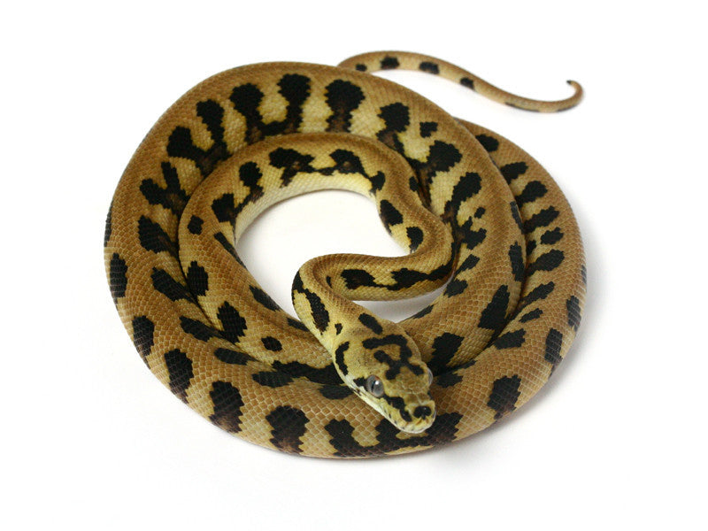 Jungle Jaguar Carpet Python