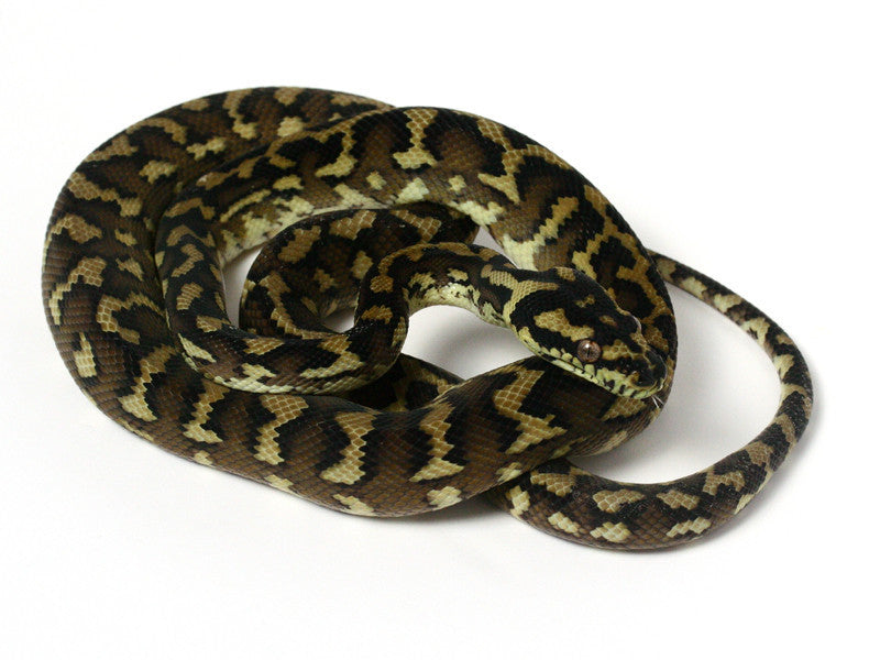 Irian Jaya X Coastal Carpet Python