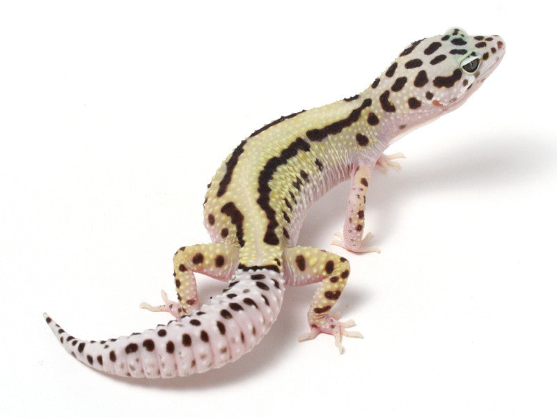 Halloween Mask X TUG Snow Leopard Gecko - 061112b - female – Gecko Daddy