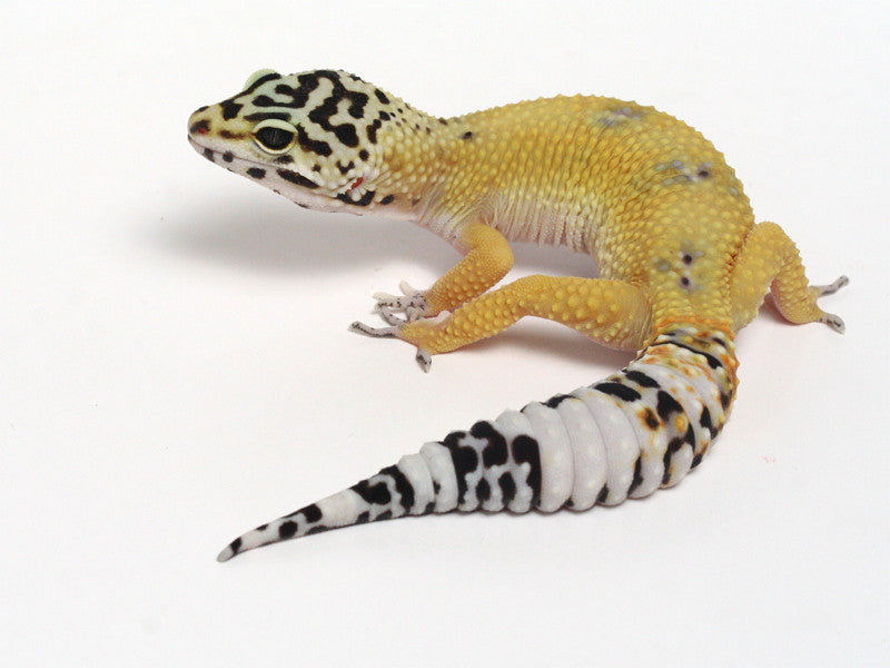Halloween Mask X TUG Snow Leopard Gecko - 080612 - female – Gecko Daddy