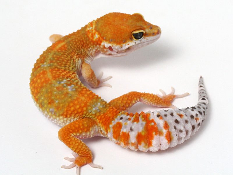 Tangerine Leopard Gecko - 02-080612a - female – Gecko Daddy