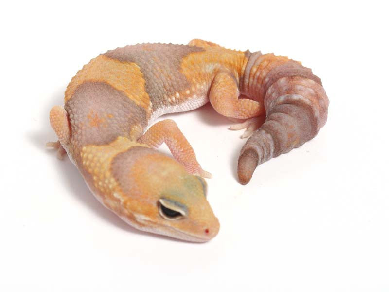 Amel Het WhiteSock African Fat Tailed Gecko - C041312 - female – Gecko ...