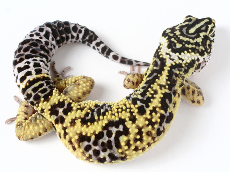Bold Black & White - Halloween Mask X TUG Snow Leopard Gecko - 082213 ...
