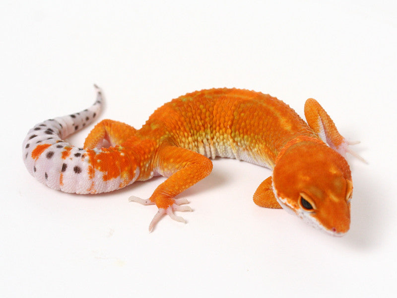 electric leopard gecko