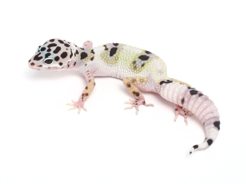 Halloween Mask X TUG Snow Leopard Gecko - 070113B - female – Gecko Daddy