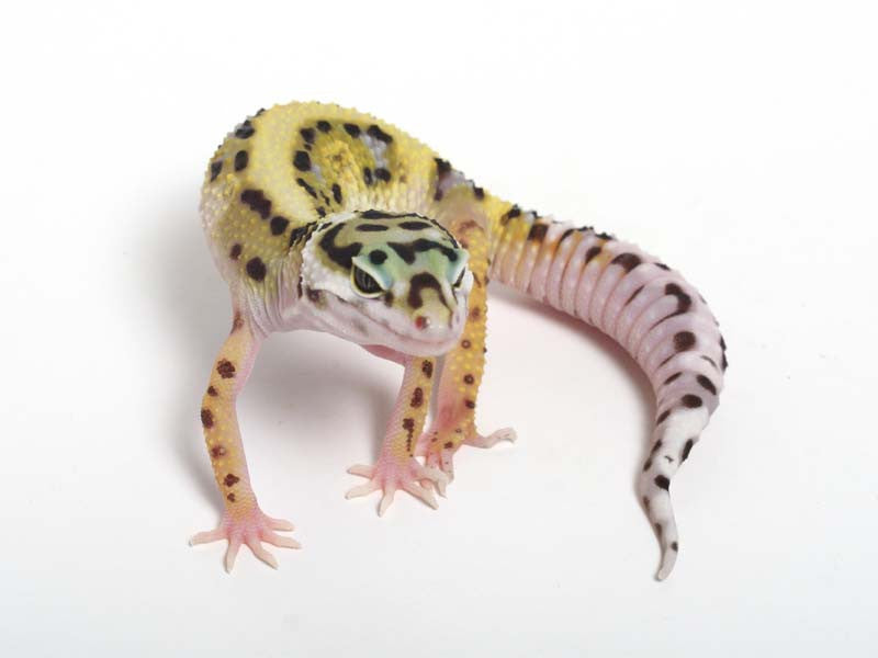 leopard teeth halloween