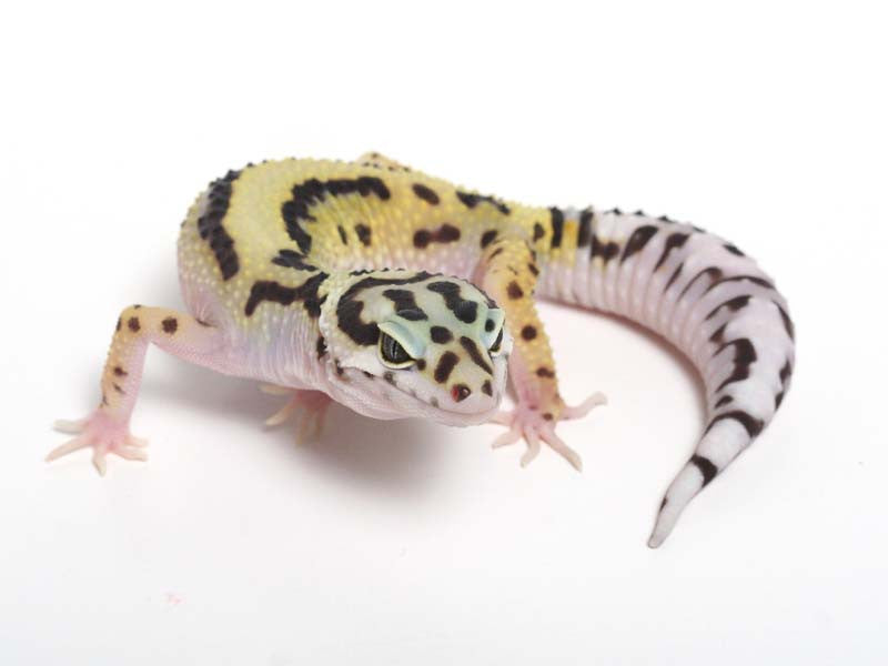 Halloween Mask R2 Bold Leopard Gecko - 060412A - female – Gecko Daddy