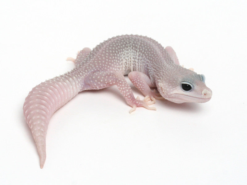 Patternless Super Snow het Las Vegas Albino Leopard Gecko - 051913b ...