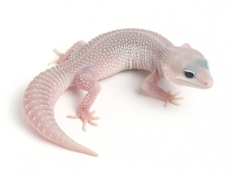 Patternless Mack Snow Leopard Gecko