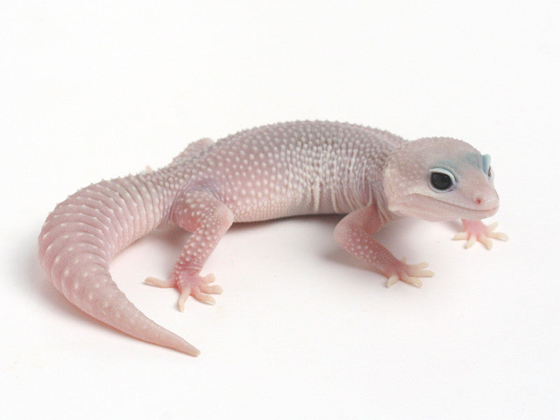 Patternless Super Snow het Las Vegas Albino Leopard Gecko - 053013 ...