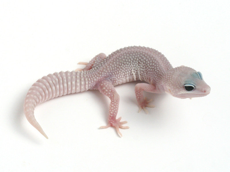 Patternless Super Snow het Las Vegas Albino Leopard Gecko - 062913 ...