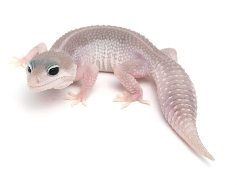 spotless leopard gecko