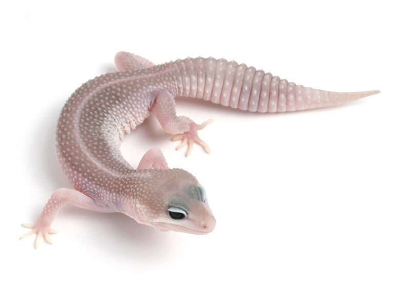 Patternless Super Snow het Las Vegas Albino Leopard Gecko - 062913 ...