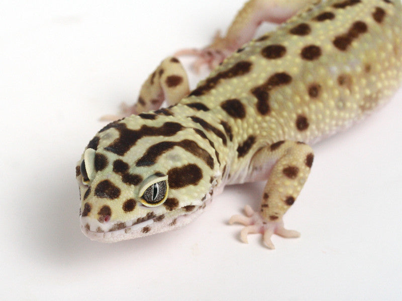 Halloween Mask R2 Bold Leopard Gecko-Proven- male – Gecko Daddy