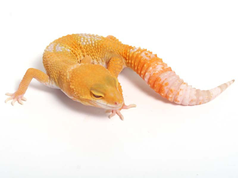 Sunglow Leopard Gecko - 03-062812-female – Gecko Daddy