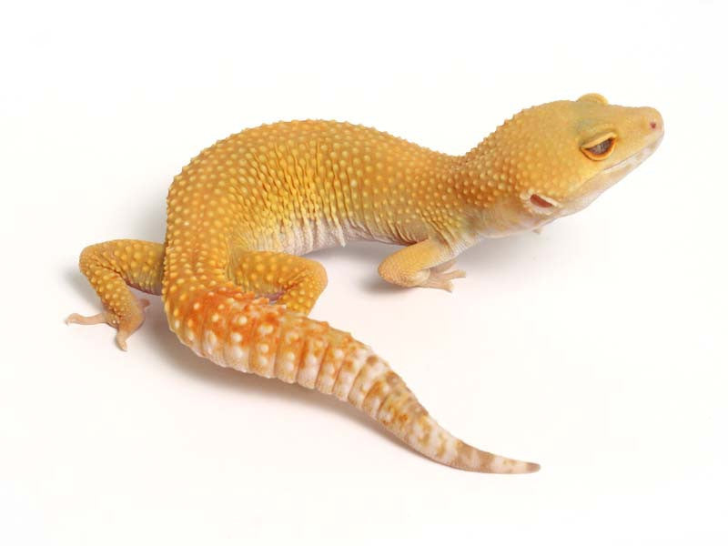 sunglow eclipse leopard gecko
