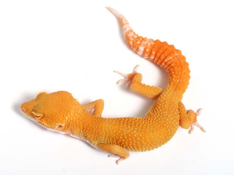 Sunglow Leopard Gecko - 03-050412a-male – Gecko Daddy