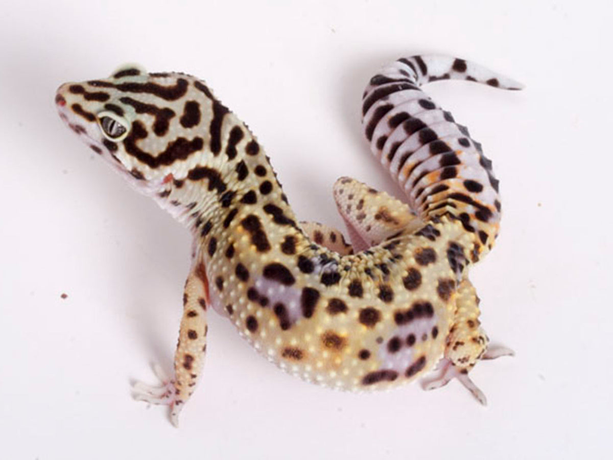 Extreme Halloween - Pure Halloween Mask Leopard Gecko - 070318a - fema ...