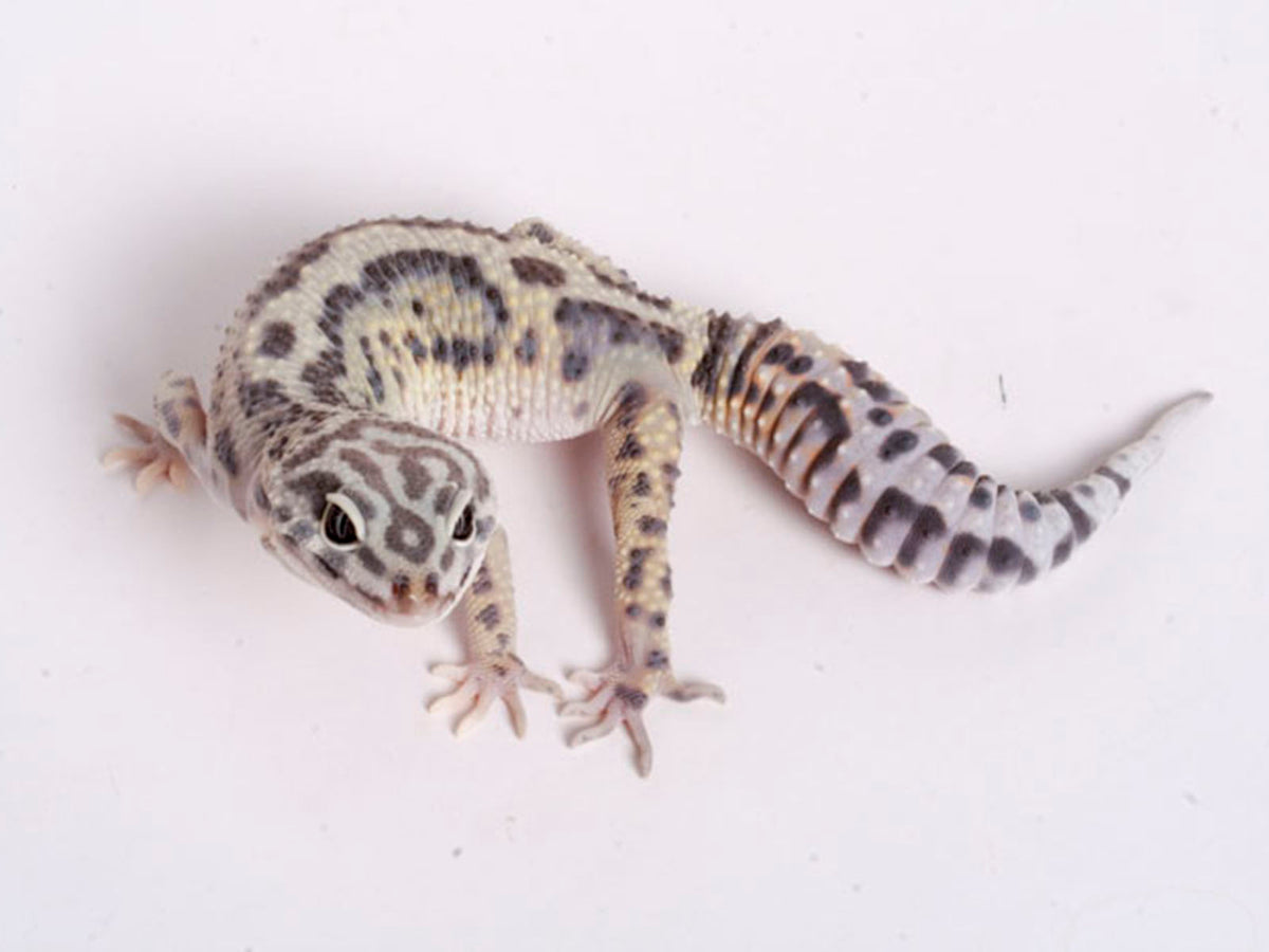 Extreme Halloween - Pure Halloween Mask Leopard Gecko - 070318b - fema ...