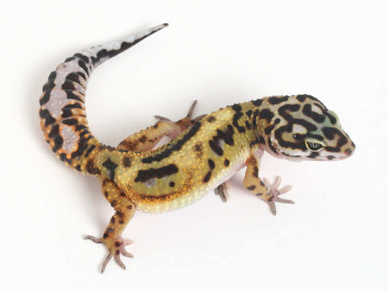 Extreme Halloween - Pure Halloween Mask Leopard Gecko - 072514 - femal ...