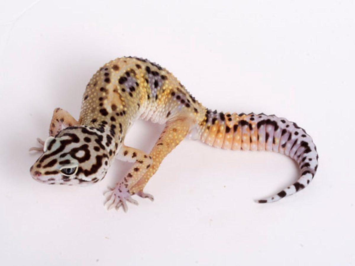 Extreme Halloween - Pure Halloween Mask Leopard Gecko - 072718a - male ...