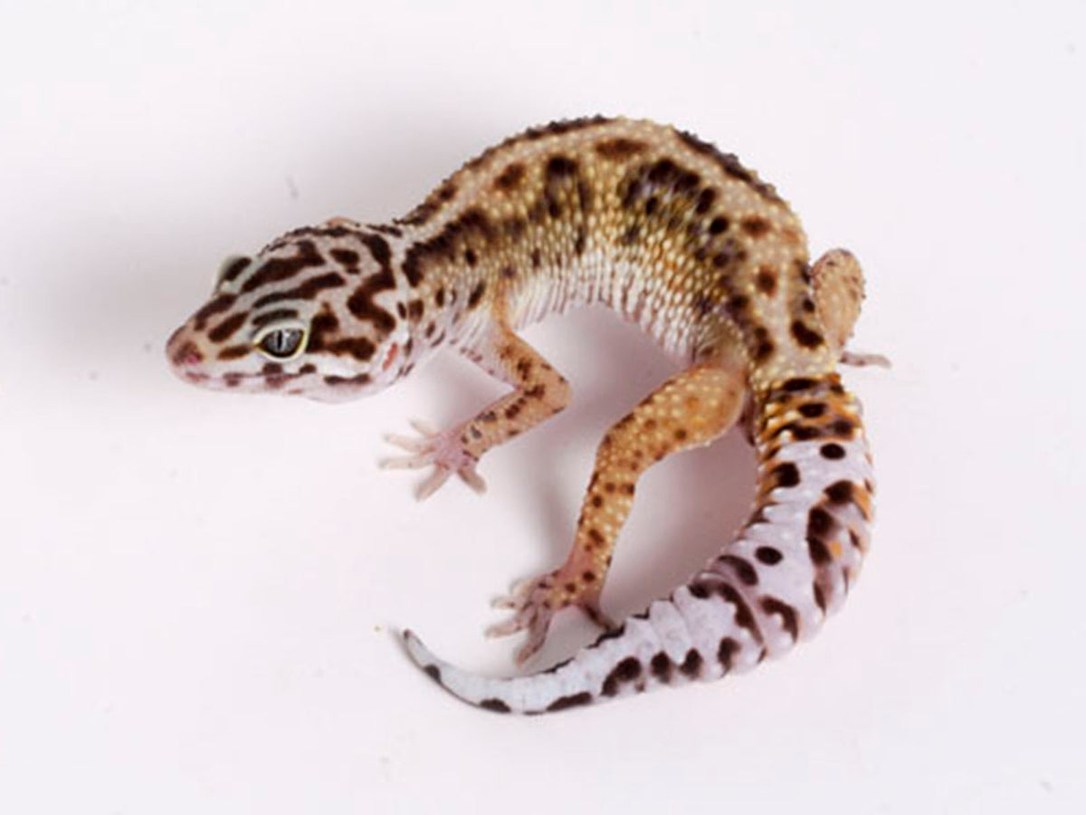 Extreme Halloween - Pure Halloween Mask Leopard Gecko - 072718b - male ...