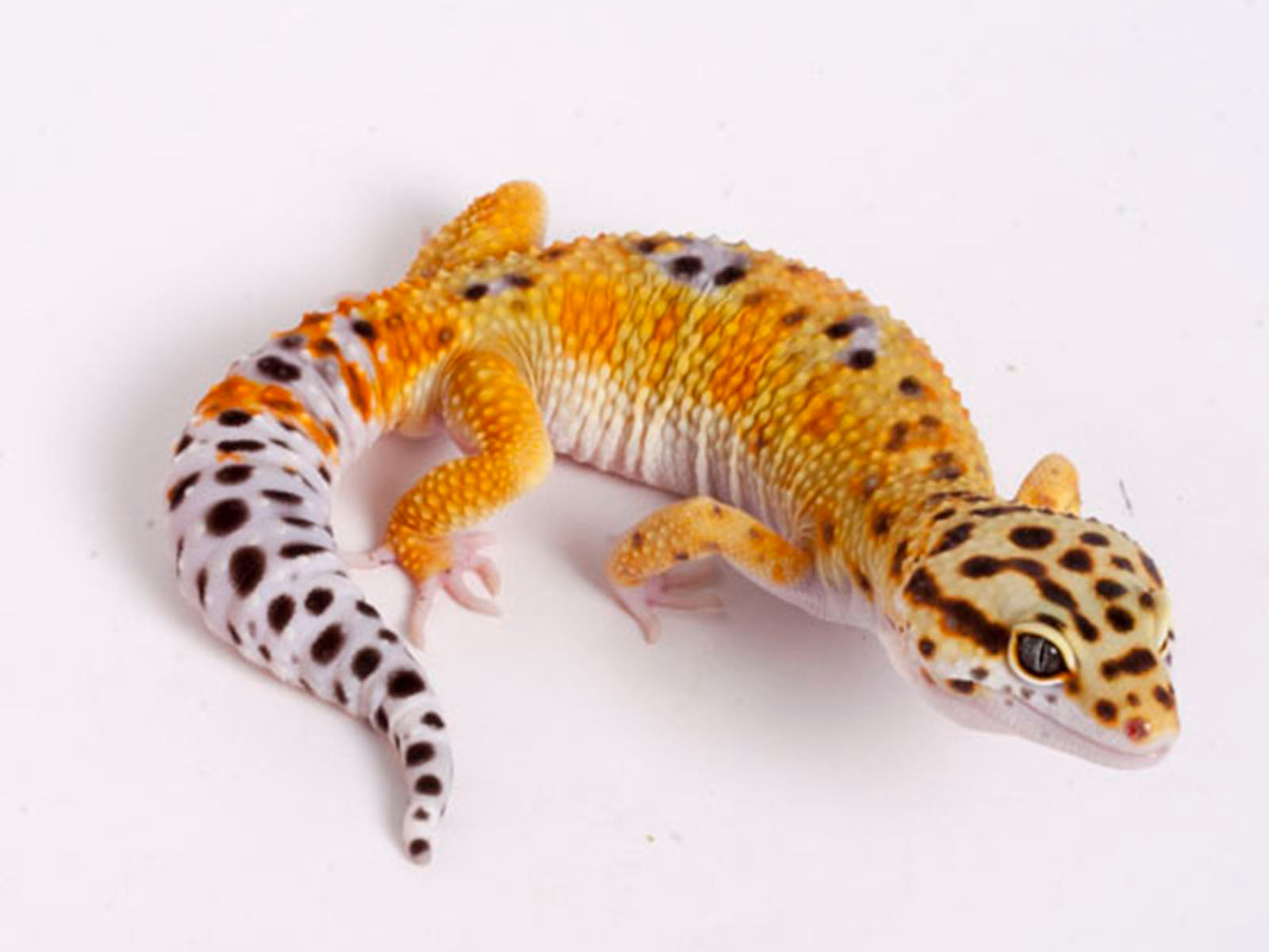 leopard gecko white background