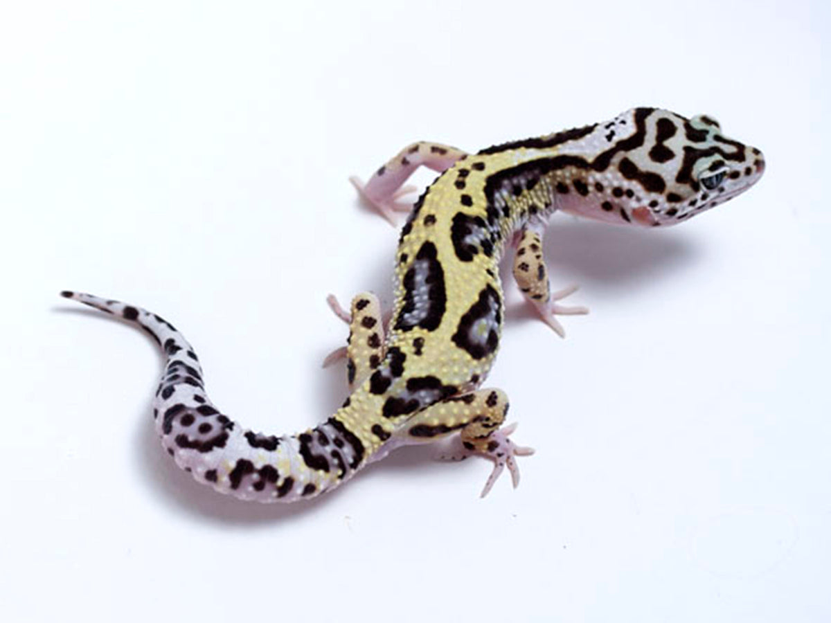 TUG Snow Halloween Mask Leopard Gecko - 070717 - male – Gecko Daddy