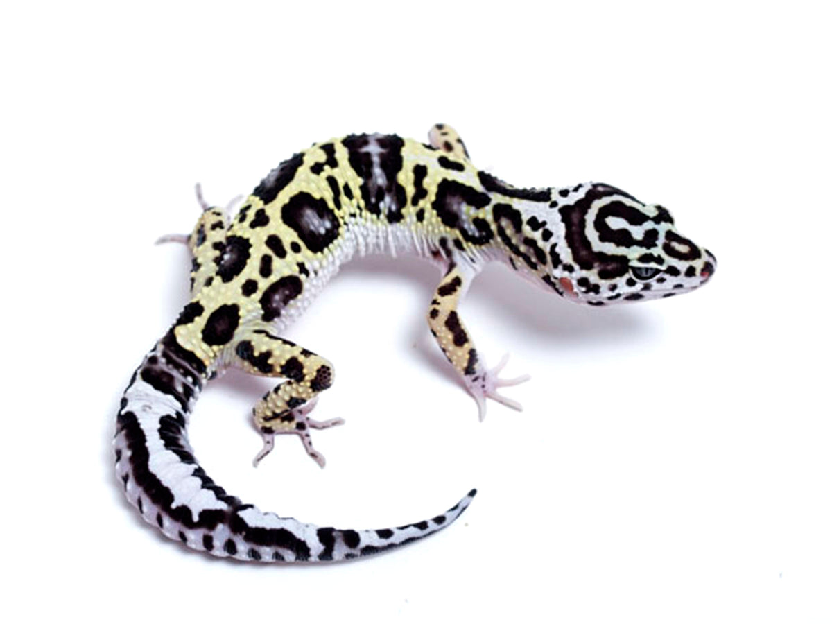 TUG Snow Halloween Mask Leopard Gecko - 081017a - male – Gecko Daddy