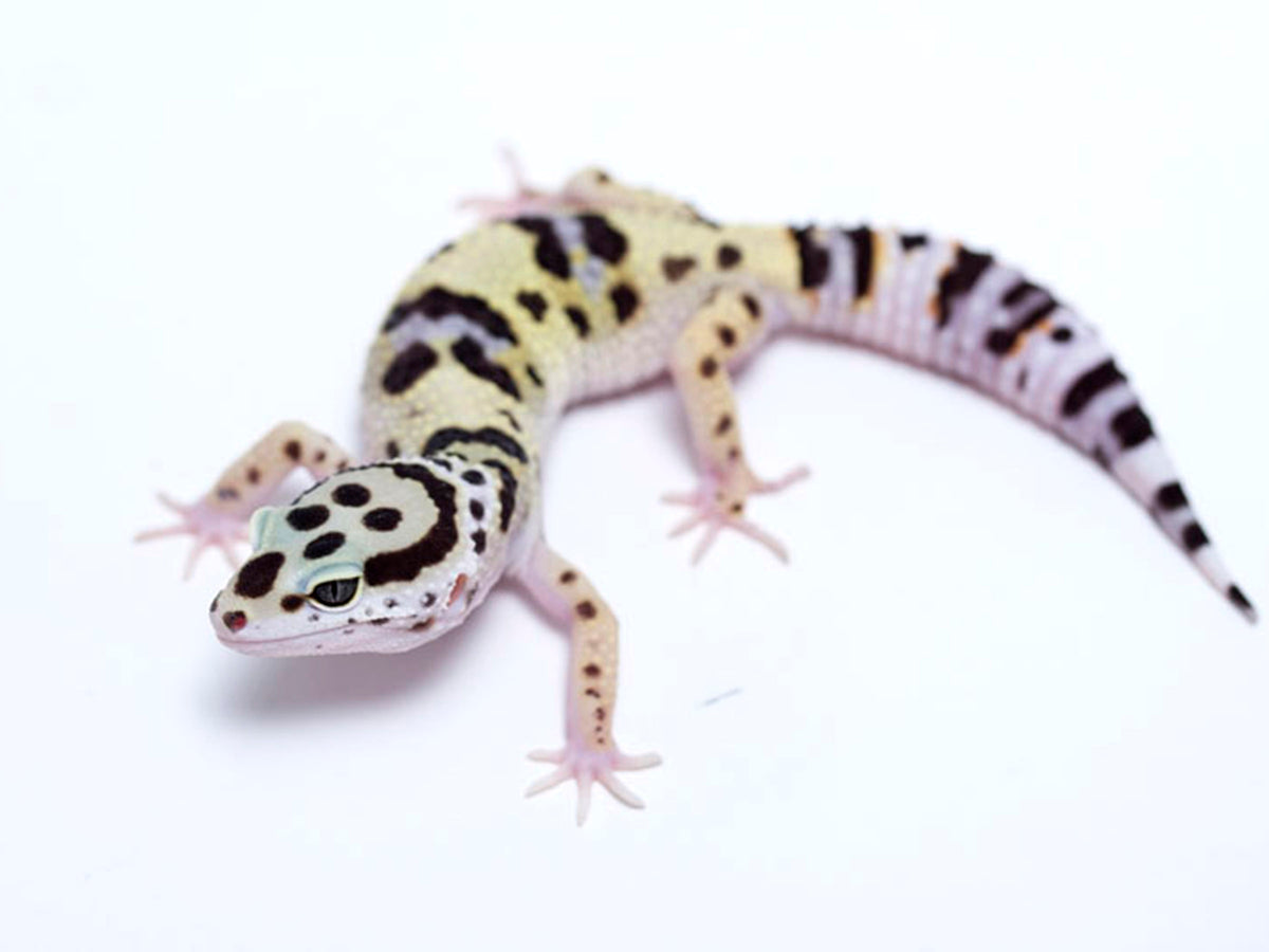 TUG Snow Halloween Mask Leopard Gecko - 081517a - female – Gecko Daddy