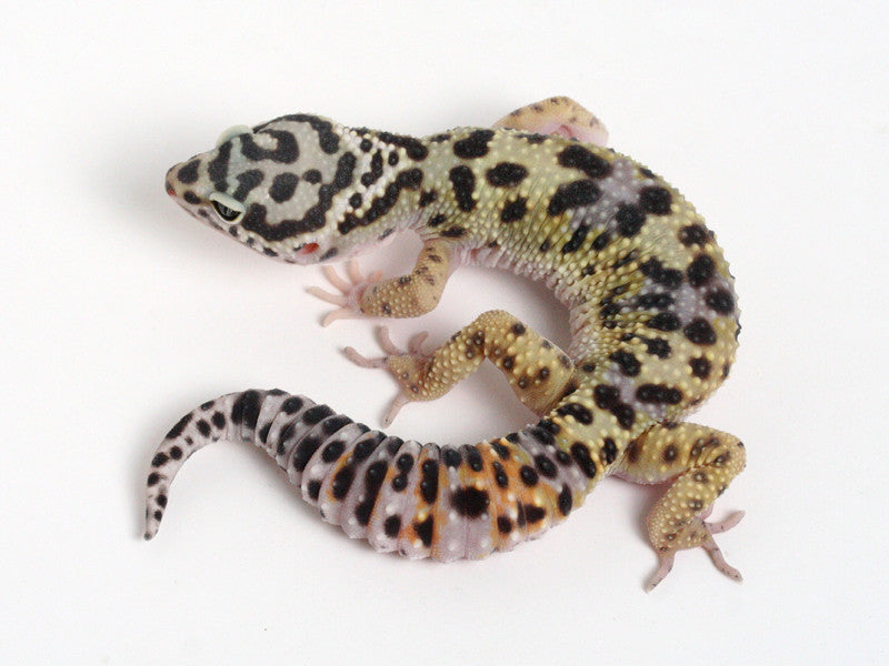 Extreme Halloween - Pure Halloween Mask Leopard Gecko - 051314A - fema ...
