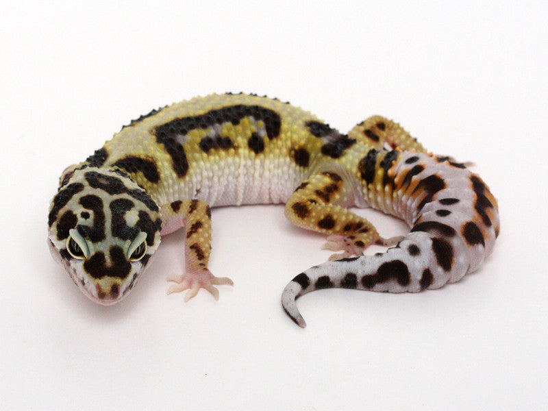 Extreme Halloween - Pure Halloween Mask Leopard Gecko - 0060514b - fem ...