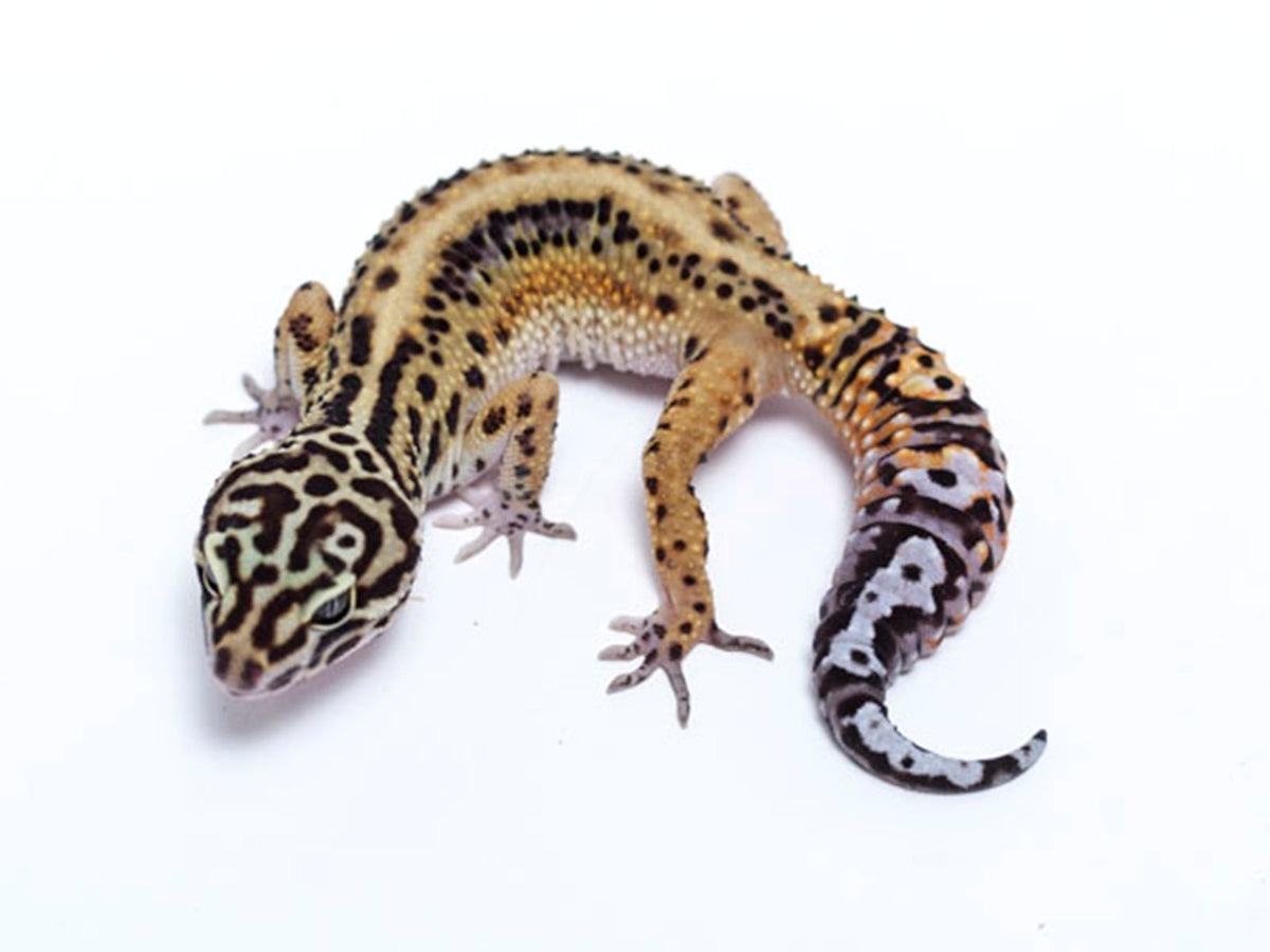 Pure Halloween Mask Leopard Gecko - 070917a - female – Gecko Daddy