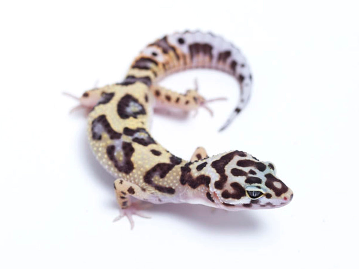 Pure Halloween Mask Leopard Gecko - 091017 - female – Gecko Daddy